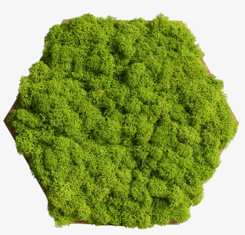 Moss PNG Image | Transparent PNG Free Download on SeekPNG