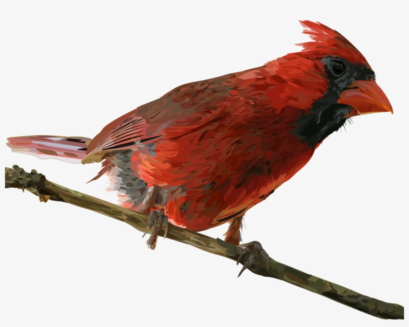 Cardinal - - Northern Cardinal PNG Image | Transparent PNG Free ...