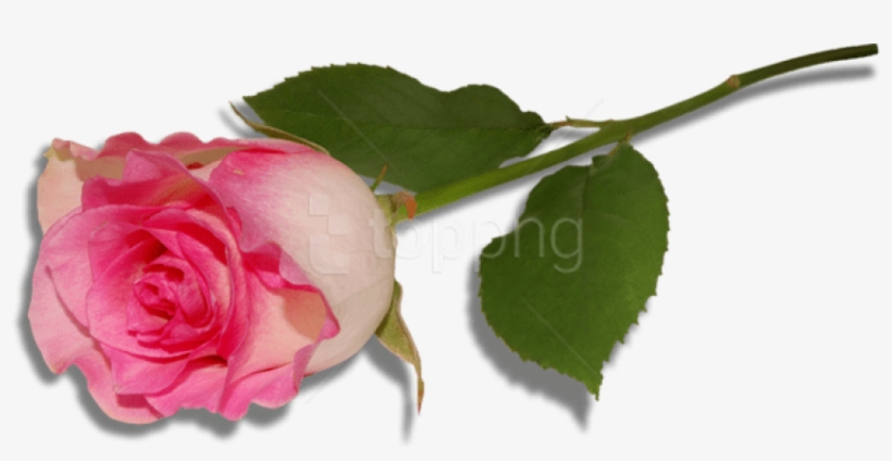 Free Png Large Pink Rose Png Images Transparent - Single Pink Rose Png ...