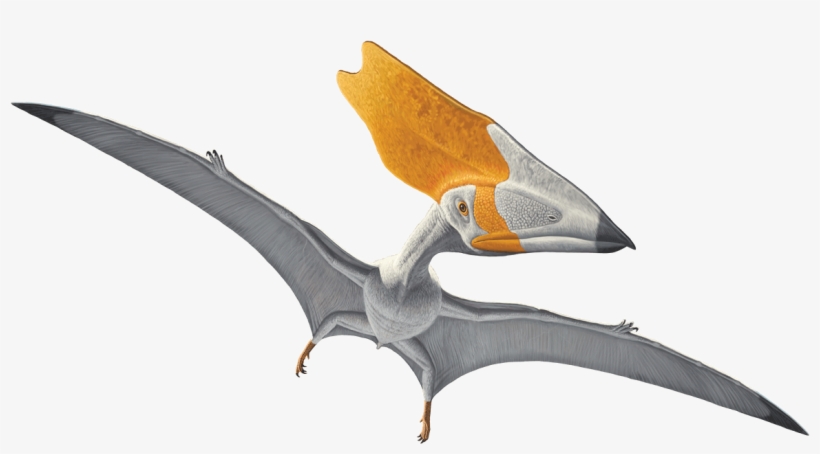 Vampire Bat PNG Image | Transparent PNG Free Download on SeekPNG