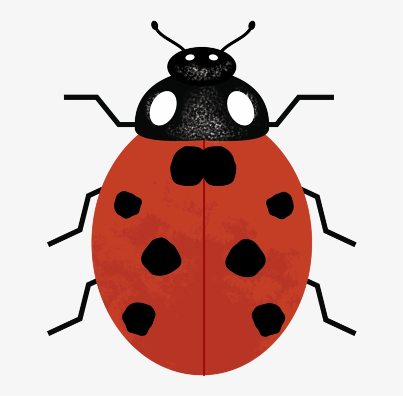 Ladybug PNG Image | Transparent PNG Free Download on SeekPNG