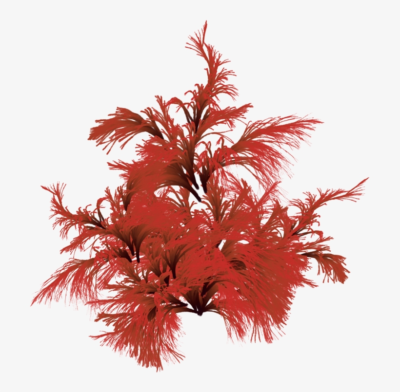 Red Seaweed - Houseplant PNG Image | Transparent PNG Free Download on ...