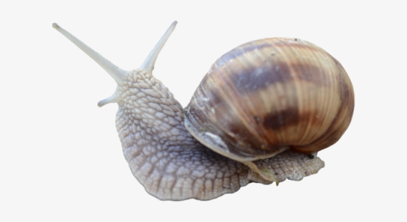 Snail Png Transparent Images - Snail Png Transparent PNG Image ...