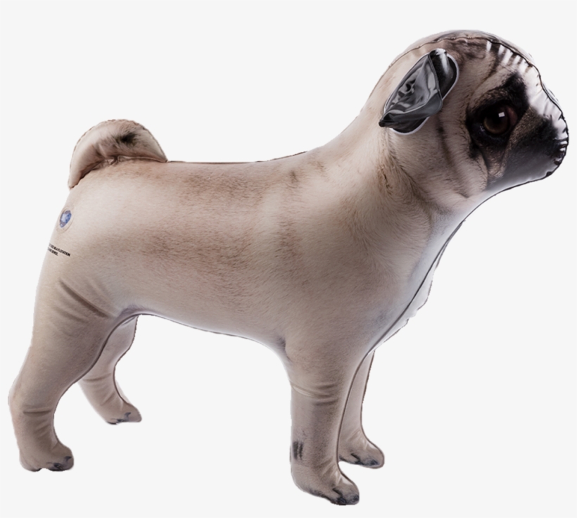 Inflatable Pet Dci Gift Side View - Pug PNG Image | Transparent PNG ...