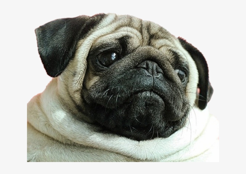 Pug Png PNG Image | Transparent PNG Free Download on SeekPNG