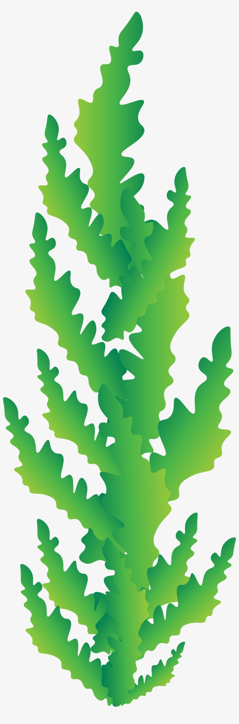 Seaweed PNG Image | Transparent PNG Free Download on SeekPNG