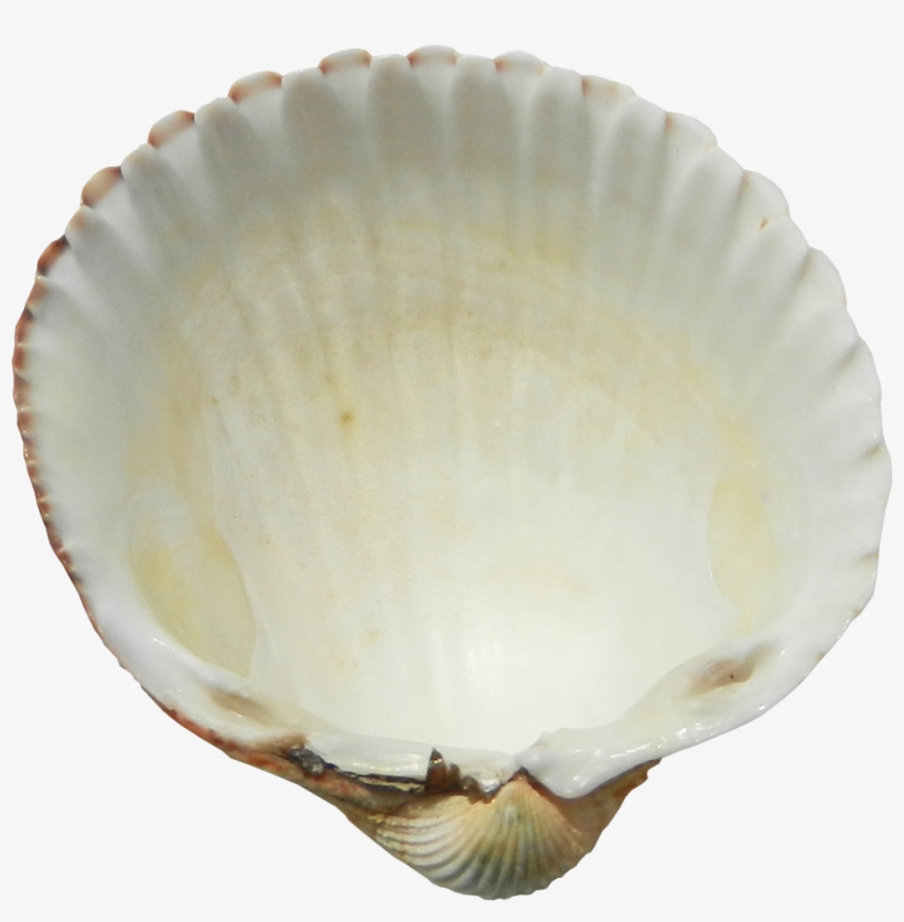 Download Cockle Clip Art - Shell | Transparent PNG Download | SeekPNG