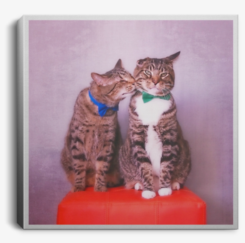 Oskar & Klaus Square Canvas - Oskar The Blind Cat PNG Image ...