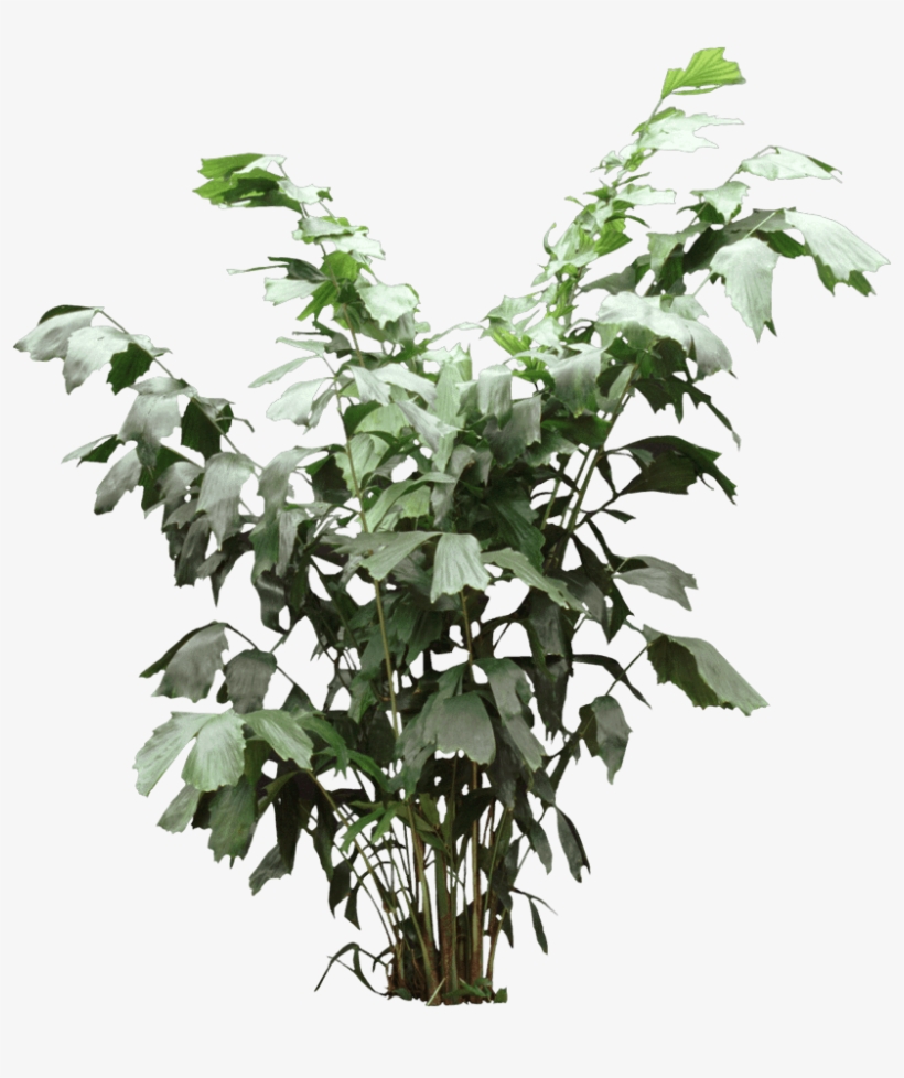 Fishtail Palm - Houseplant PNG Image | Transparent PNG Free Download on ...
