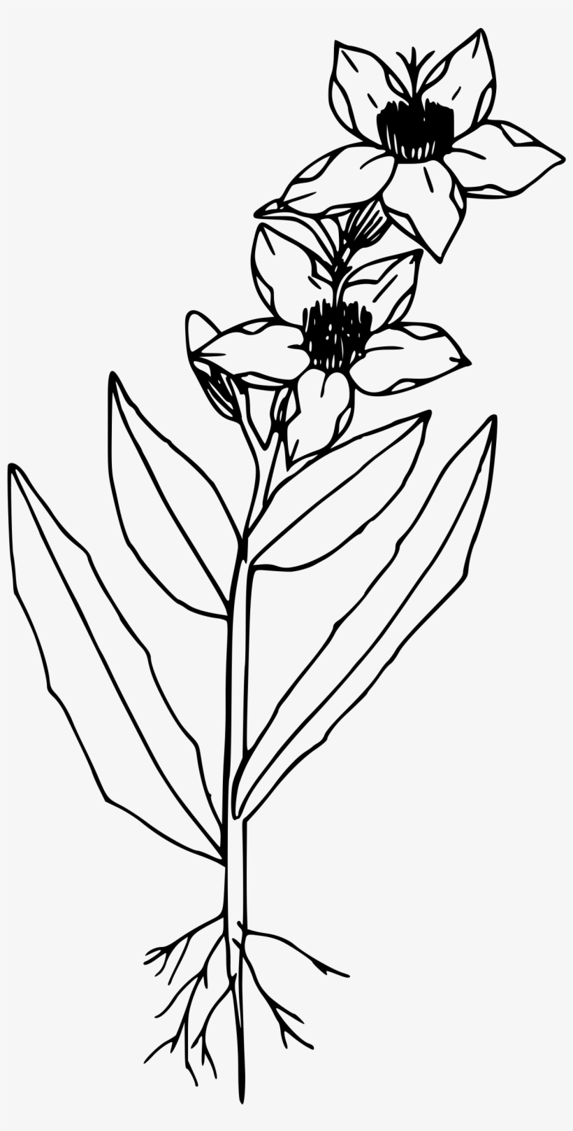 This Free Icons Png Design Of Smooth Blazing Star - Blazing Star Flower ...