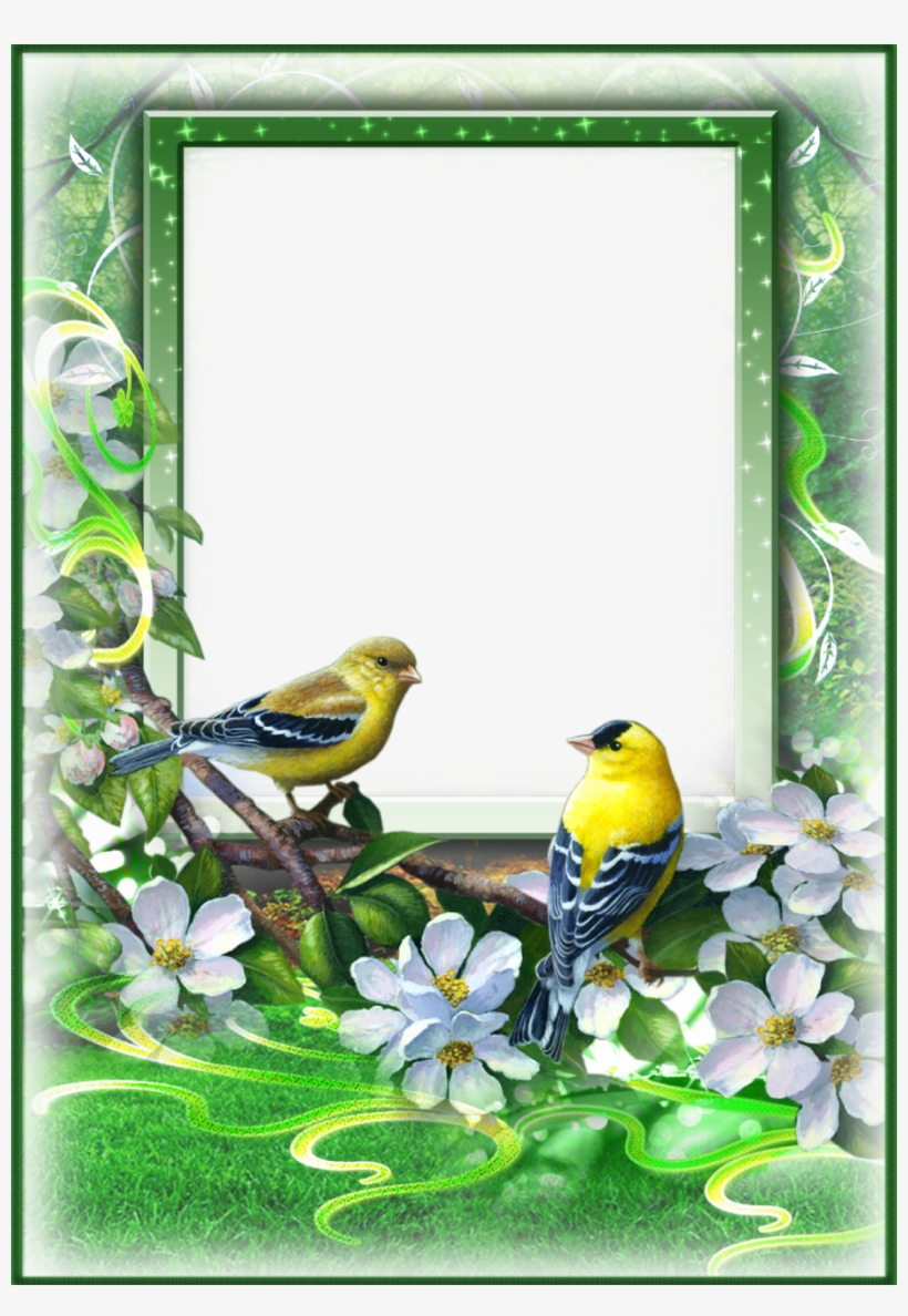 Green Spring Photo Frame With Birds - Birds Borders And Frames PNG ...