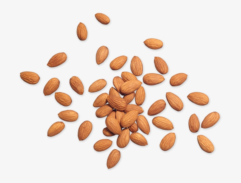 Nuts Top View Png PNG Image | Transparent PNG Free Download on SeekPNG