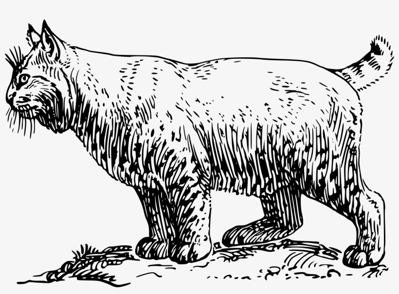 Bobcat Png PNG Image | Transparent PNG Free Download on SeekPNG