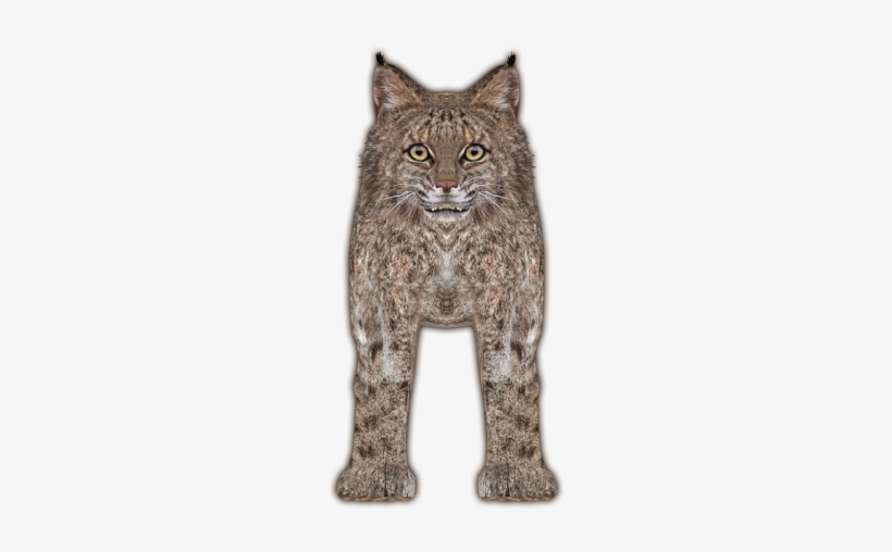 Download Bobcat Jimmyhoopz Front - Bobcat | Transparent PNG Download ...