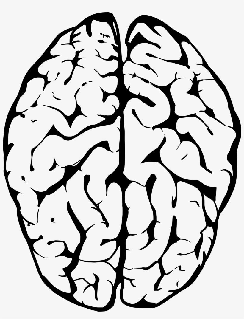 Brain Line Art Illustration - Transparent Background Brain Clipart PNG ...