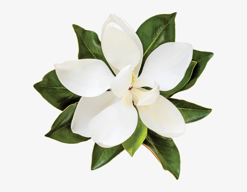Download Magnolia - Magnolia Png | Transparent PNG Download | SeekPNG