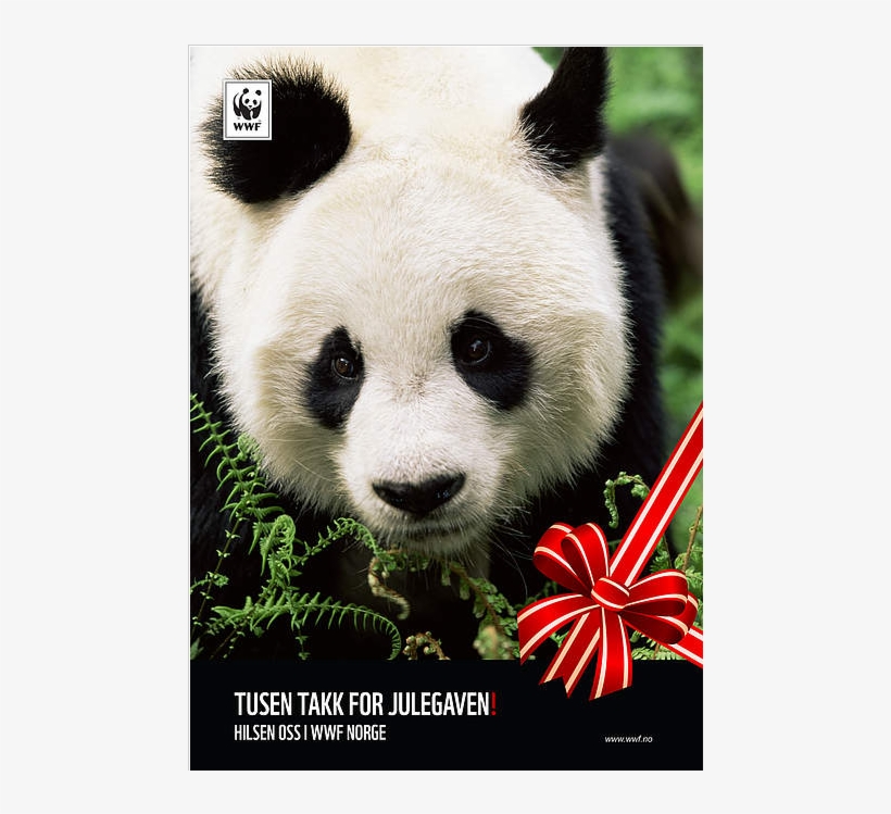 Wwf-julegave - Panda PNG Image | Transparent PNG Free Download on SeekPNG