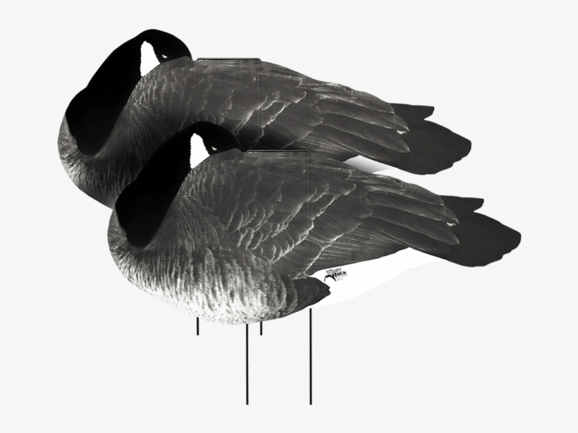 Flocked Head Silhouettes - Duck PNG Image | Transparent PNG Free ...