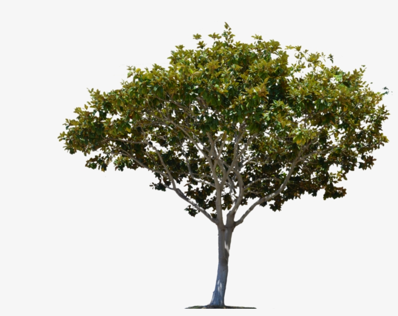 Go To Image - Large Tree Png PNG Image | Transparent PNG Free Download ...