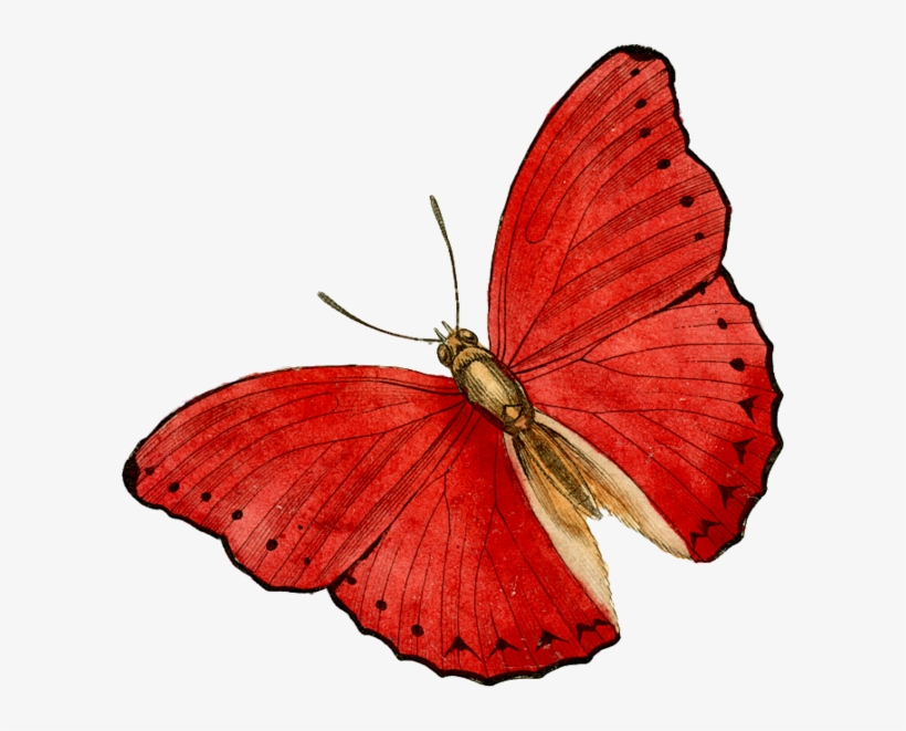 Red Butterfly Png PNG Image | Transparent PNG Free Download on SeekPNG