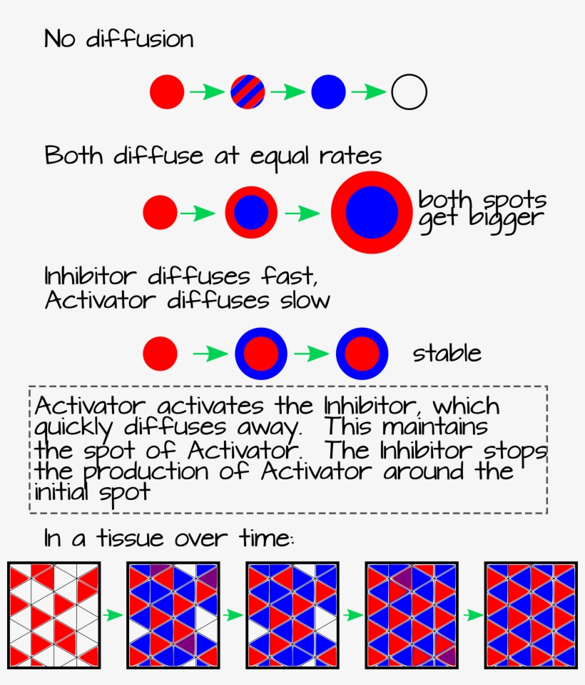 Turing-type Patterning With An Activator And An Inhibitor - Circle PNG ...