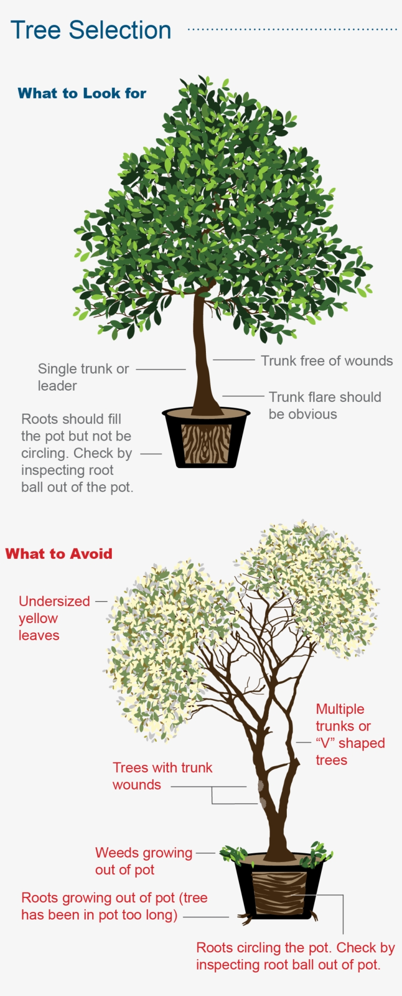 Selecting A Heathy Tree With A Healty Root System Is - Sageretia ...