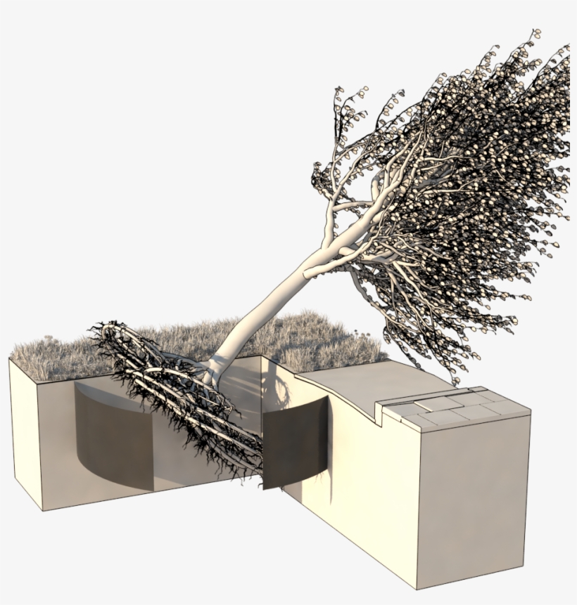 Ribs Prevent The Roots From Growing Within The Cylinder - Tree PNG ...