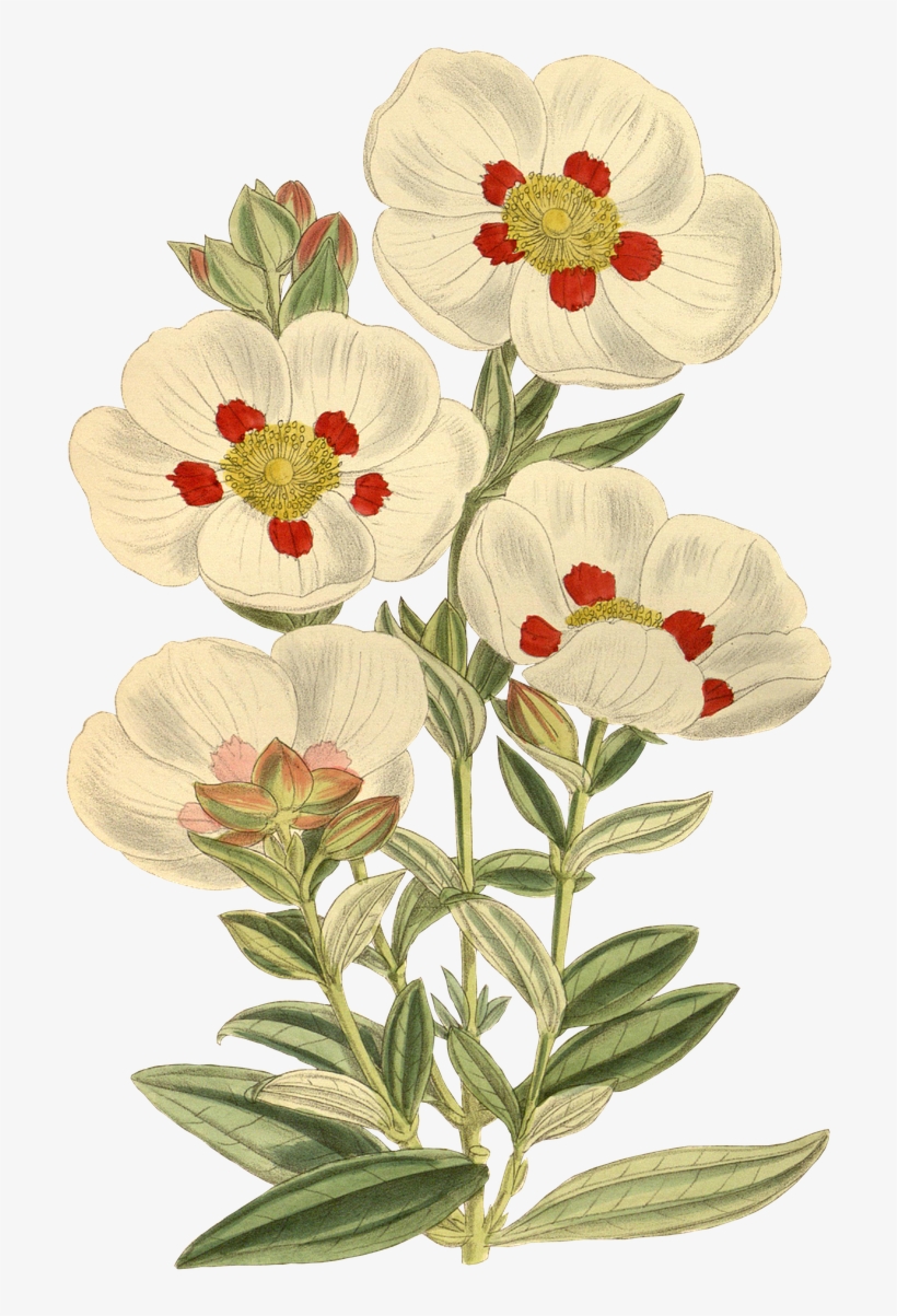 Nature Flower Leaf - Labdanum Illustration PNG Image | Transparent PNG ...