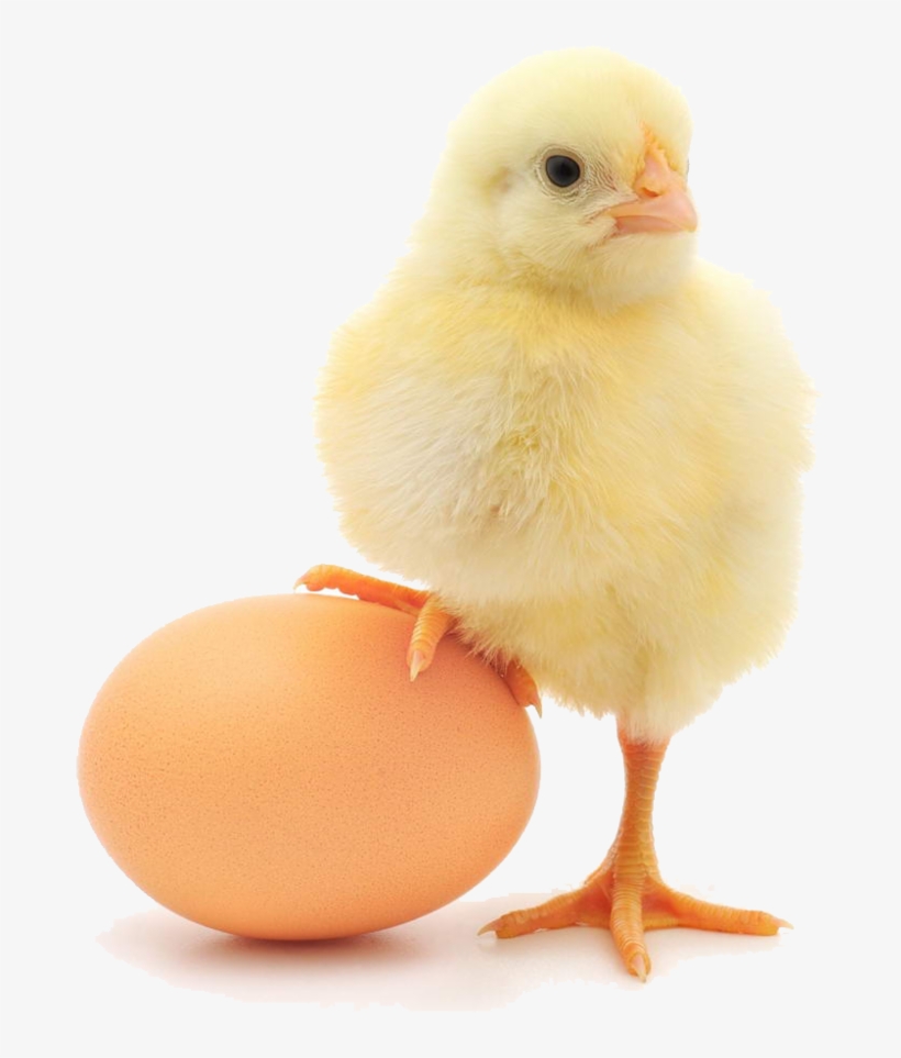 Mighty Chicken PNG Image | Transparent PNG Free Download on SeekPNG