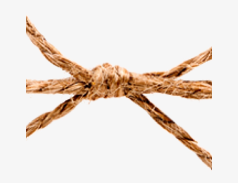 Bow-640x1280 - Insect PNG Image | Transparent PNG Free Download on SeekPNG