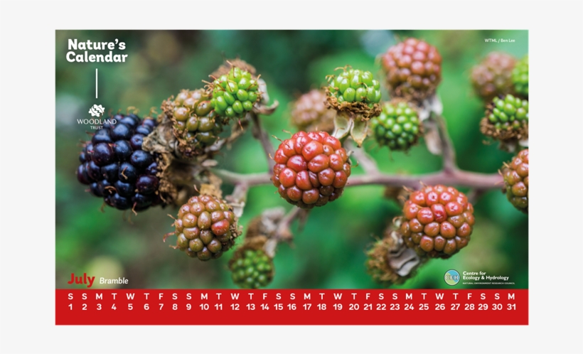 Use Our Bramble Desktop Wallpaper This Month To Remind - Blackberry PNG ...