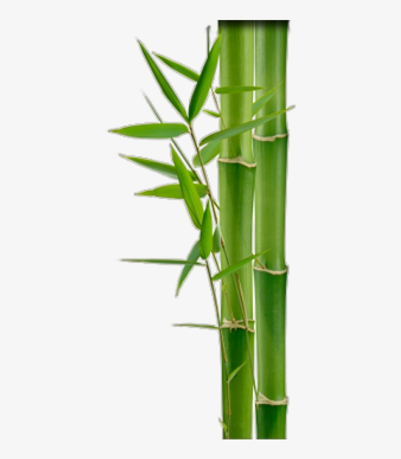 Bamboo Png, Download Png Image With Transparent Background, - Bamboo ...