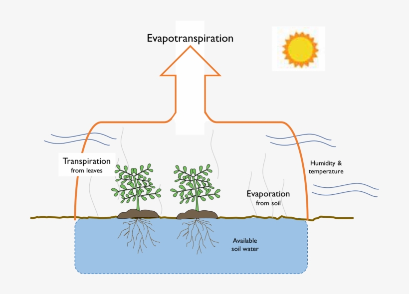 Schematic Of Evapotranspiration - Evapotranspiration PNG Image ...