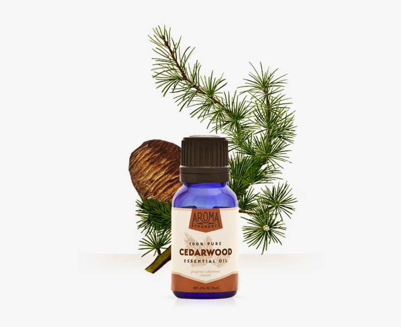 Cedarwood Oil PNG Image | Transparent PNG Free Download on SeekPNG