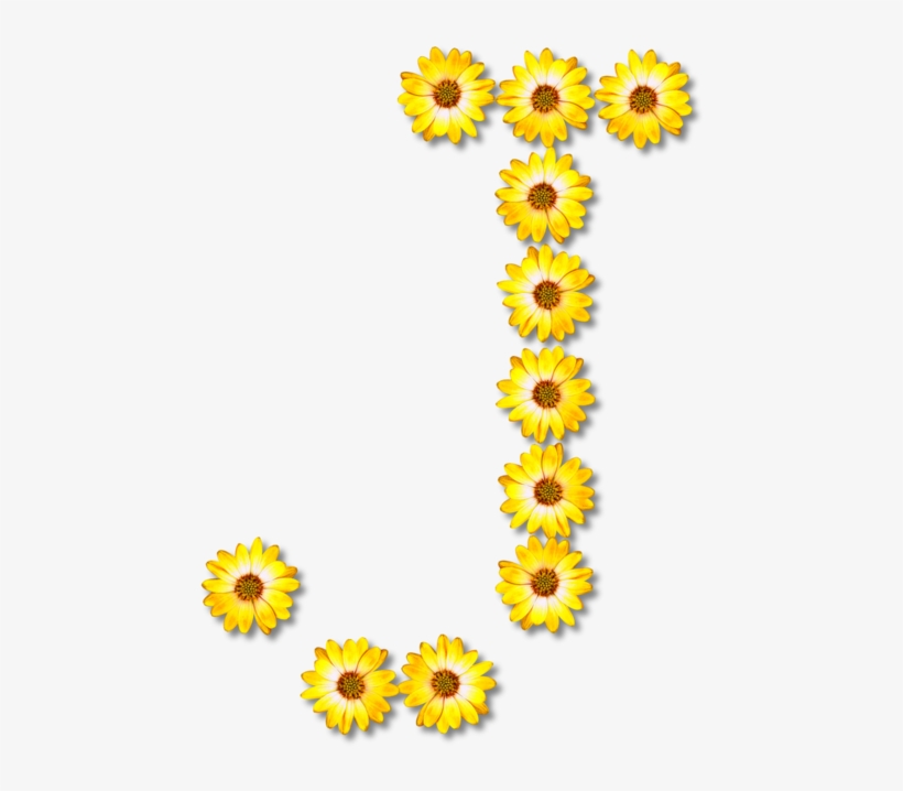 Common Sunflower Sunflower Seed Cut Flowers Daisy Family - Floral ...