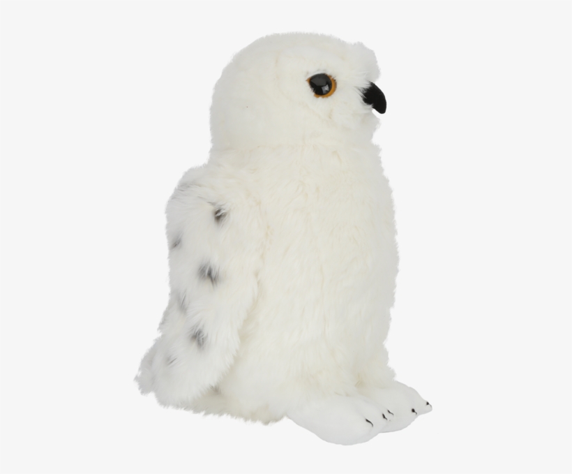Snowy Owl PNG Image | Transparent PNG Free Download on SeekPNG