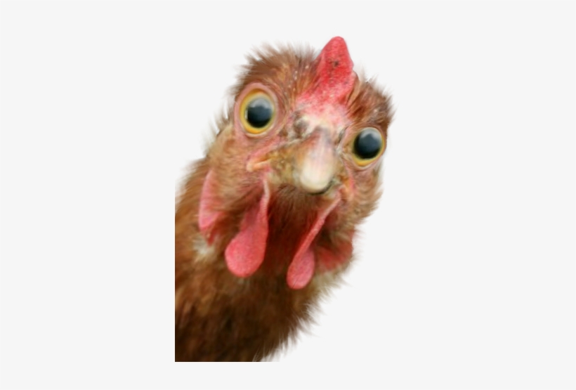 Chicken Talking PNG Image | Transparent PNG Free Download on SeekPNG