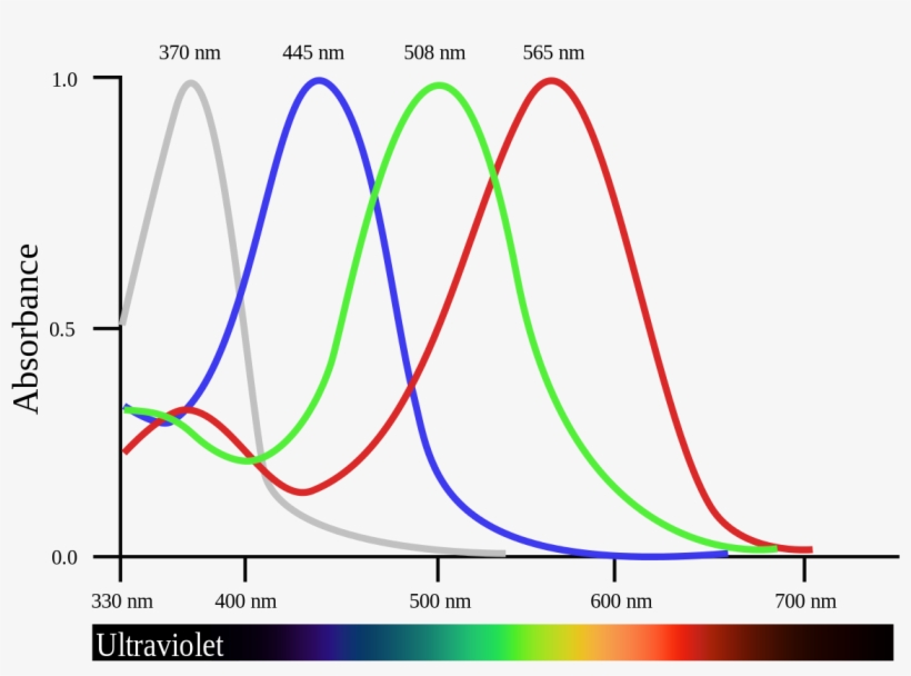 Tetrachromatic Vision PNG Image | Transparent PNG Free Download on SeekPNG