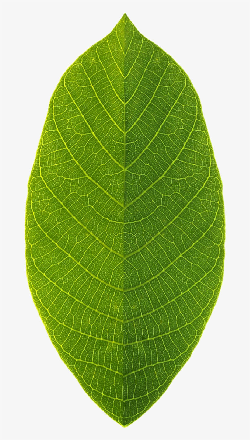 Plant Pathology PNG Image | Transparent PNG Free Download on SeekPNG