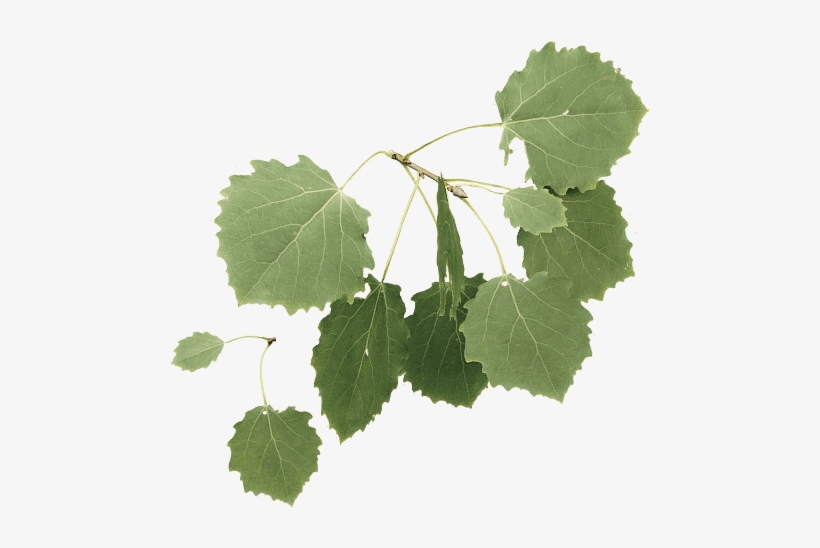 Aspen - Leaf PNG Image | Transparent PNG Free Download on SeekPNG