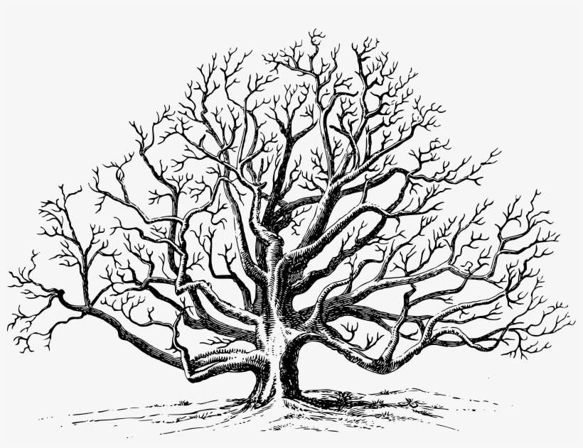 This Free Icons Png Design Of Walnut Tree PNG Image | Transparent PNG ...