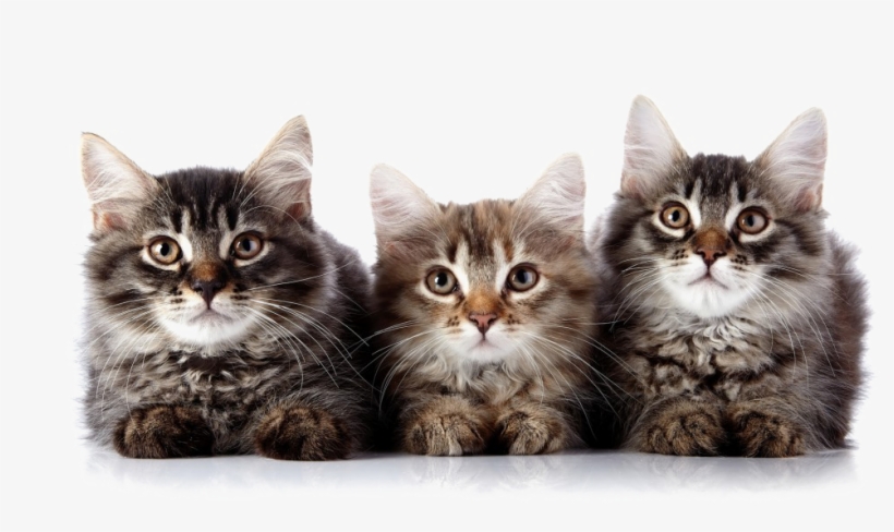 Kitten Png Transparent Image - Three Cats PNG Image | Transparent PNG ...