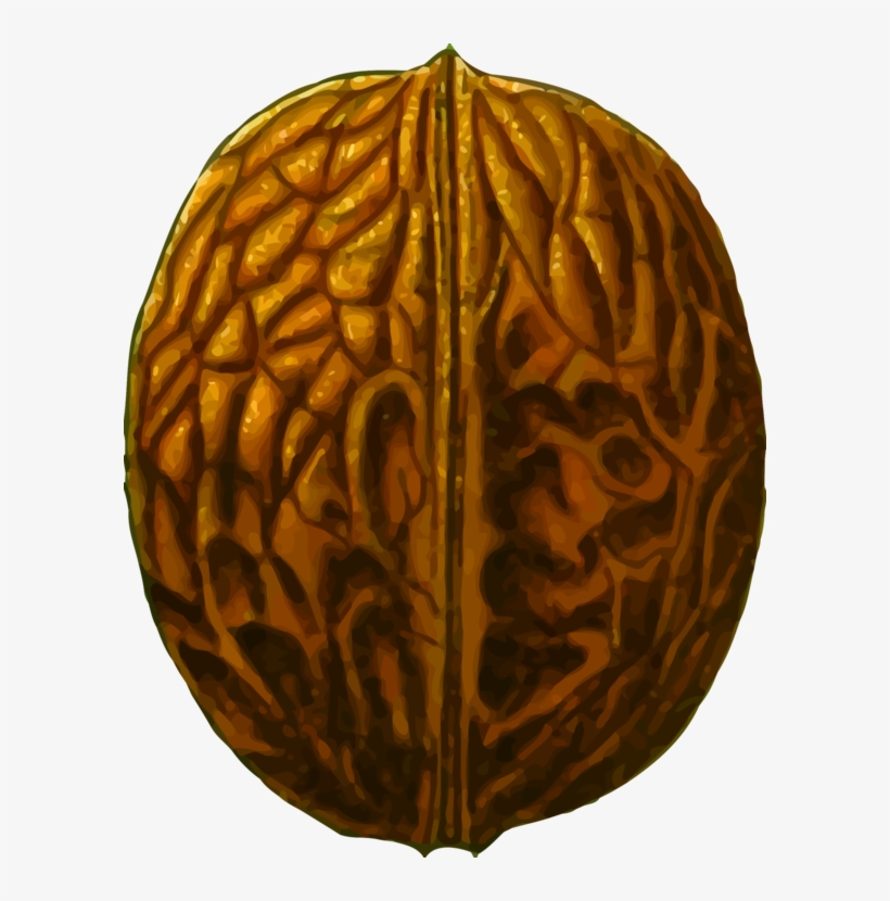 Download Eastern Black Walnut Drawing English Walnut Computer - Walnut ...