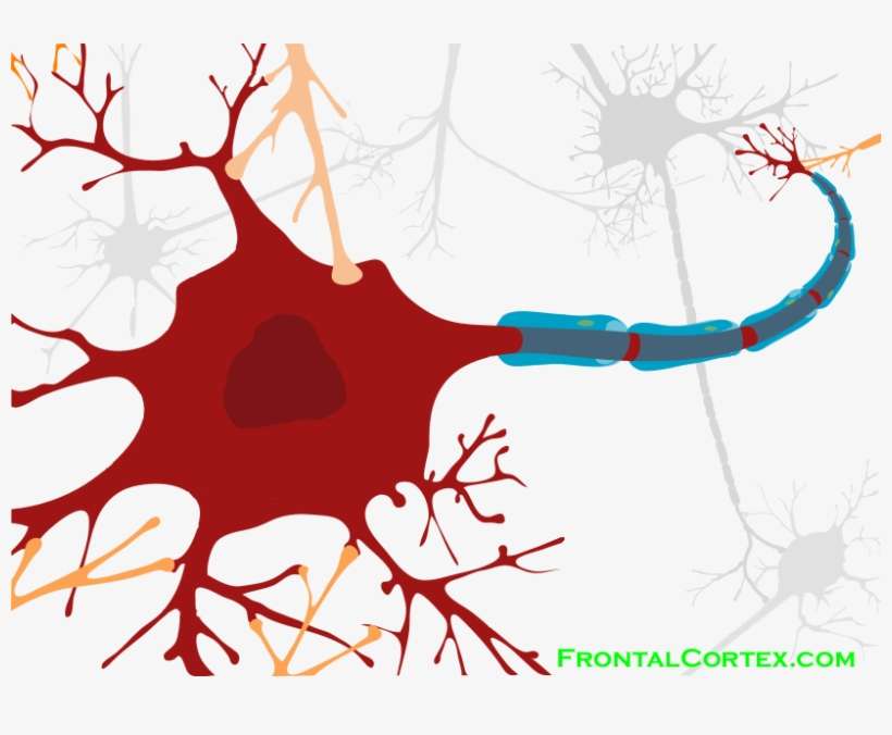 Neuron Cell Diagram PNG Image | Transparent PNG Free Download on SeekPNG