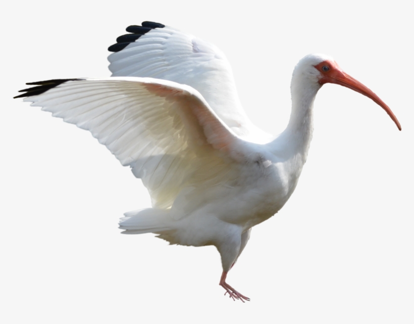 Download Ibis Bird Png - Ibis Png | Transparent PNG Download | SeekPNG