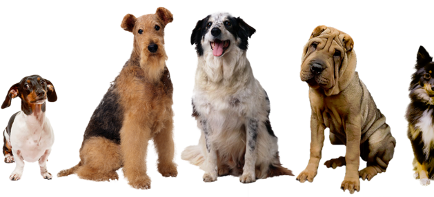 Dog - Dogs Png Transparent (640x360), Png Download