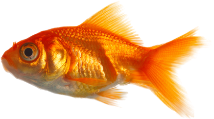 Real Fish Png Image - Real Fish Png (445x355), Png Download