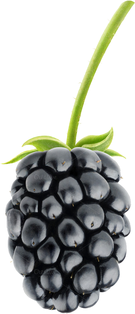 Blackberry Fruit Png Pic - Blackberry Fruit (680x1180), Png Download