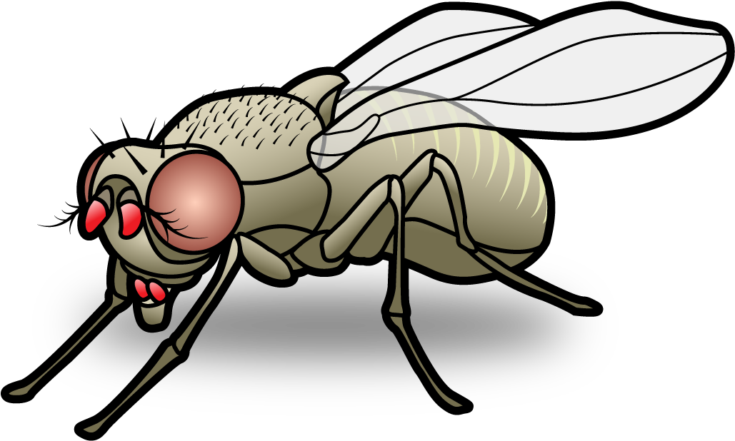 Fly Cartoon Png (1085x684), Png Download