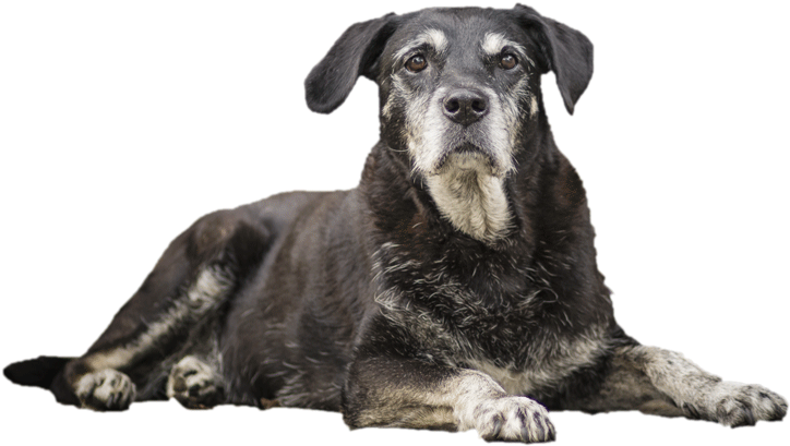 Senior Dog Food - Senior Dog Png (1000x667), Png Download